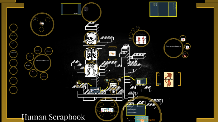 human body scrapbook by Jadon Floyd on Prezi