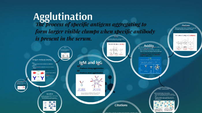 Agglutination by on Prezi