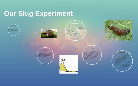Our Slug Experiment by on Prezi