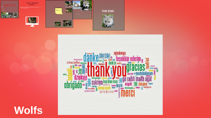 This is a gray wolf pup. by RYAN STROUP on Prezi