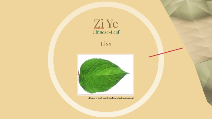 Why Choose Zi Ye? by Zi Ye on Prezi