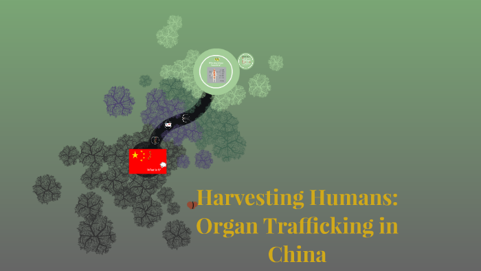 Harvesting Humans: Organ Trafficking in China by Jamie Hearn on Prezi