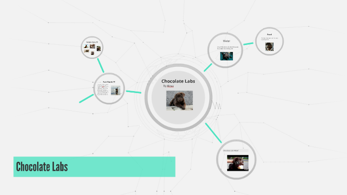 Chocolate Labs by Alexa Vassallo on Prezi