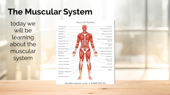 The Muscular system by Callie Marsh on Prezi
