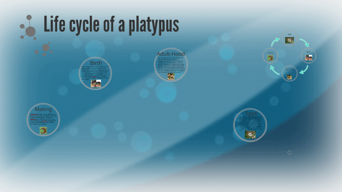 Life cycle of a platypus by Zachary Oxley on Prezi