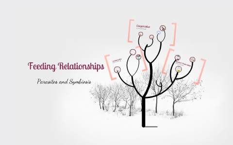 Feeding Relationships by Noa Leach on Prezi