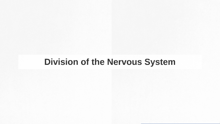division of the nervous system by Rainee Hansen on Prezi