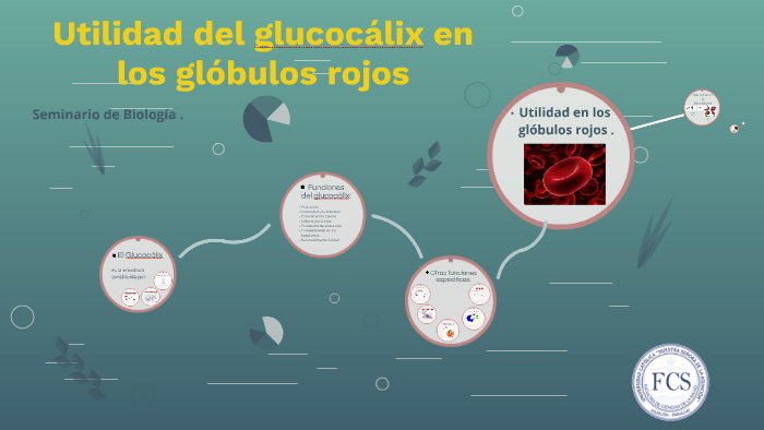 Utilidad del glucocálix en los glóbulos rojos by Luisfer Lopez on Prezi ...