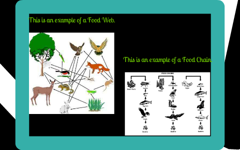 Food Web vs. Food Chain by Nayeli Sanchez on Prezi