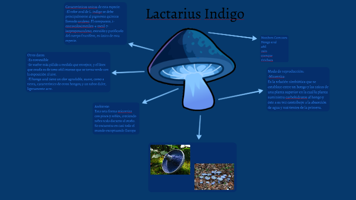 Lactarius indigo by Joaquin Sanchez on Prezi