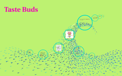 Taste Buds by Maddy Schofield on Prezi