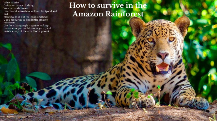 Amazon Rainforest Survival plan by Ginebra Blanco Hurtado De Mendoza 7T ...