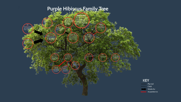 Purple Hibiscus Family Tree by Maddy Holmer on Prezi