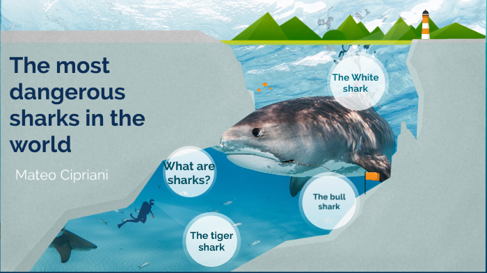 The most dangerous sharks in the world by Mateo Cipriani on Prezi