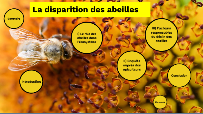 La disparition des abeilles by Baptiste Ruffat on Prezi
