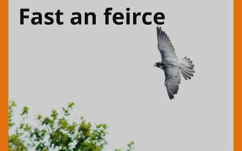 A diagram of a Paragon Falcon by Student9 Student9 on Prezi