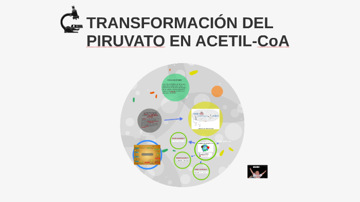 TRANSFORMACIÓN DEL PIRUVATO EN ACETIL-CoA by DANIELA HINESTROZA on Prezi