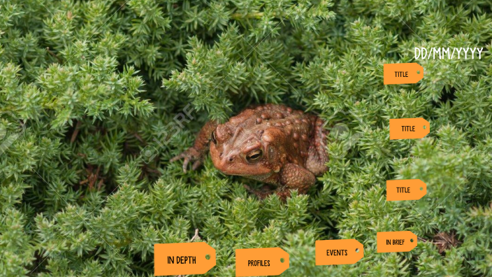 DATOS CURIOSOS DEL SAPO by Rosanela Díaz Diaz on Prezi