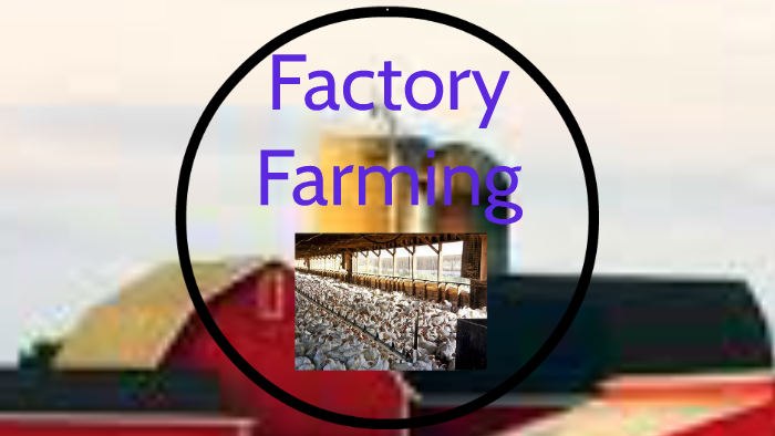What is factory farming by sydney joyner on Prezi