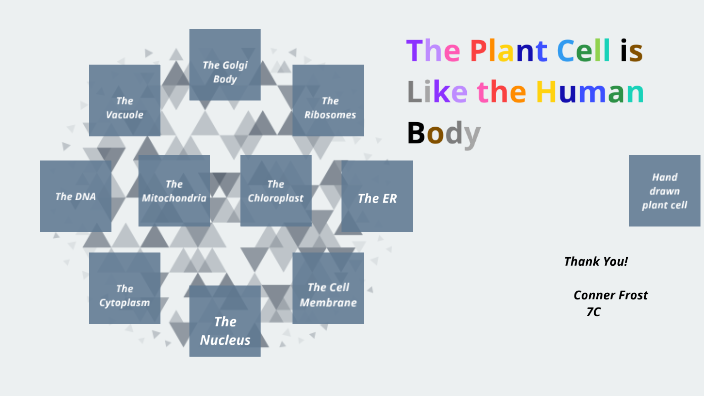 The Plant Cell is Like the Human Body by Conner Frost on Prezi