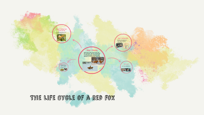 The Life Cycle Of a Red fox by rebecca aldrich