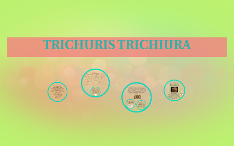 TRICHURIS TRICHIURA by JoSs Jurado on Prezi