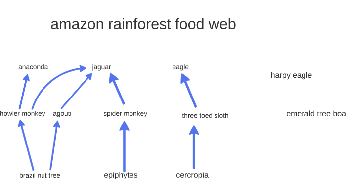 amazon rainforest food web by dusti hunter on Prezi