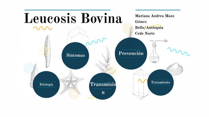 Leucosis bovina by Cassie on Prezi