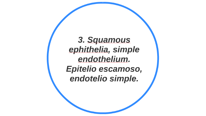 Epitelio escamoso, endotelio simple by Belen Benitez on Prezi