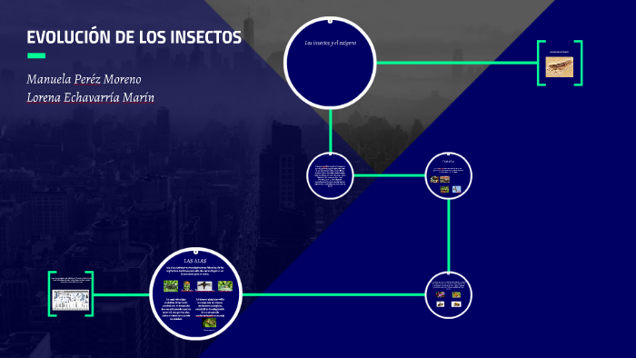 EVOLUCIÓN DE LOS INSECTOS by Lorena Echavarria on Prezi
