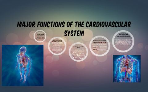 Major Functions of the Cardiovascular System by Selena Salinas