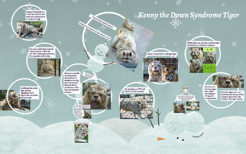 Kenny the Down Syndrome Tiger by Sabrina Holt on Prezi
