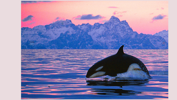 LAS ORCAS by Maria Lucia Jaimes Rueda on Prezi