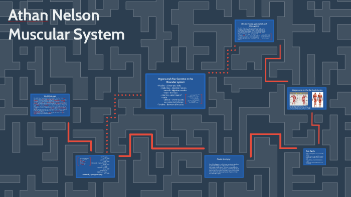 Athan Nelson Muscular System by Athan Nelson