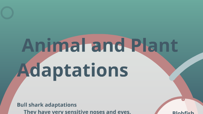 Animal and Plant Adaptations by Kathy May on Prezi