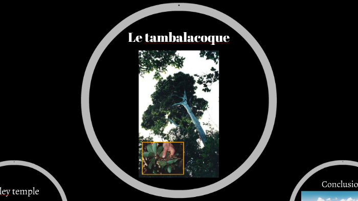 Le tambalacoque et le dodo by Léa Duten on Prezi