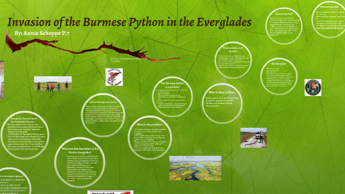 Invasion of the Burmese Python by Annie Schoppe