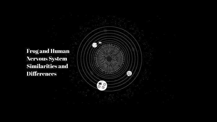 Frog and Human Nervous System Similarities and Differences by on Prezi