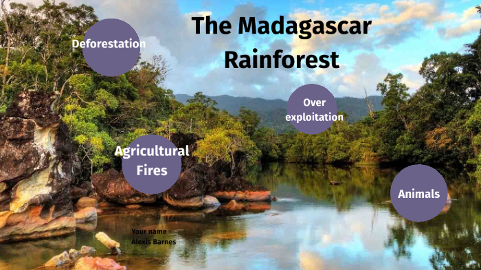 Save The Madagascar Rainforest by Alexis Barnes on Prezi