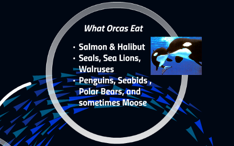 How to feed an Orca Whale by Amya Rhoan on Prezi
