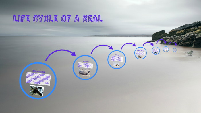 Life Cycle Of A Seal Harp Seal Life Cycle Activity: Collaborative