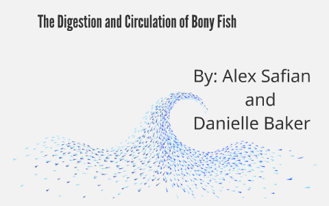 The Digestion and Circulation of Bony Fish by Alex Safian on Prezi