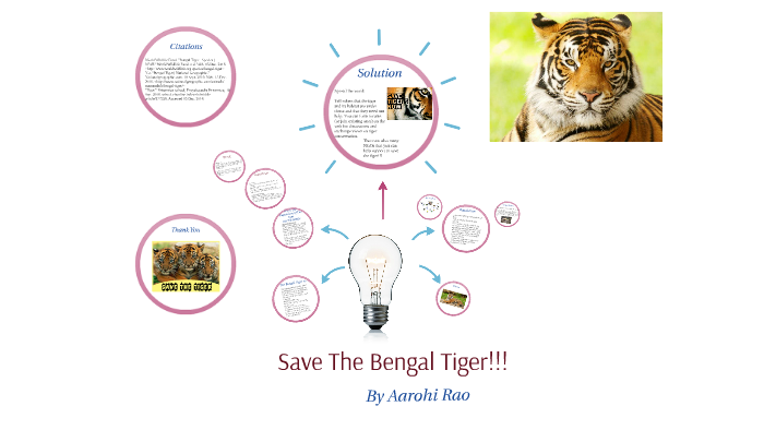 The Bengal Tiger by Aarohi Rao on Prezi