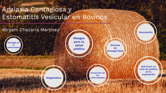 Agalaxia contagiosa y Estomatitis vesicular en bovinos by Miryam ...