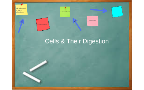 Cells & Their Digestion by on Prezi