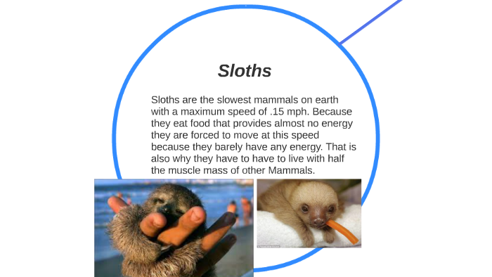 Sloth by Nelson Thayer on Prezi