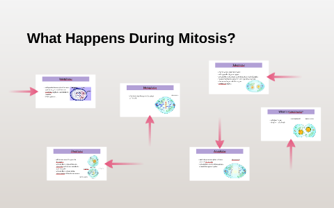 What Happens During Mitosis? by Audra Hartman on Prezi