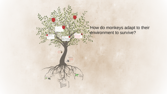 How do monkeys adapt to their environment to survive? by caroline hayes ...