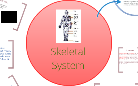 Skeletal System by Christian Nichols on Prezi