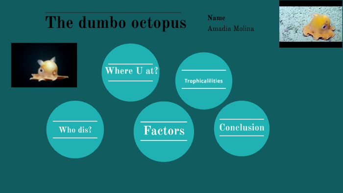 The Dumbo Octopus by SHELBY MOLINA LARSON on Prezi